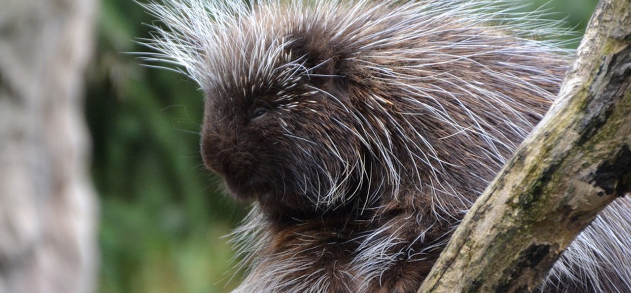 J'ai trouvé un Porc-Épic. Quoi faire?