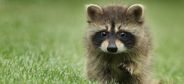 J'ai trouvé un Raton Laveur. Quoi faire?